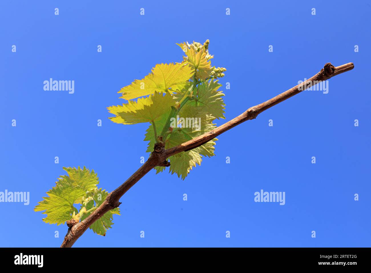 China green spring sprout hi-res stock photography and images - Alamy
