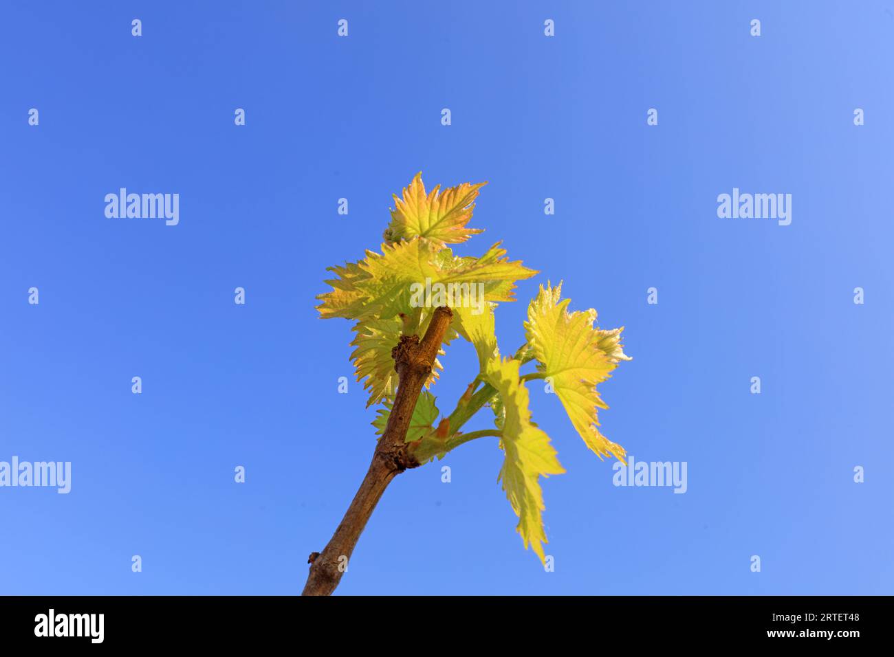 China green spring sprout hi-res stock photography and images - Alamy