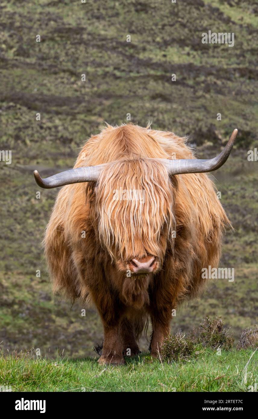 Scottish Highlands cow with long horns and shaggy coat Stock Photo - Alamy
