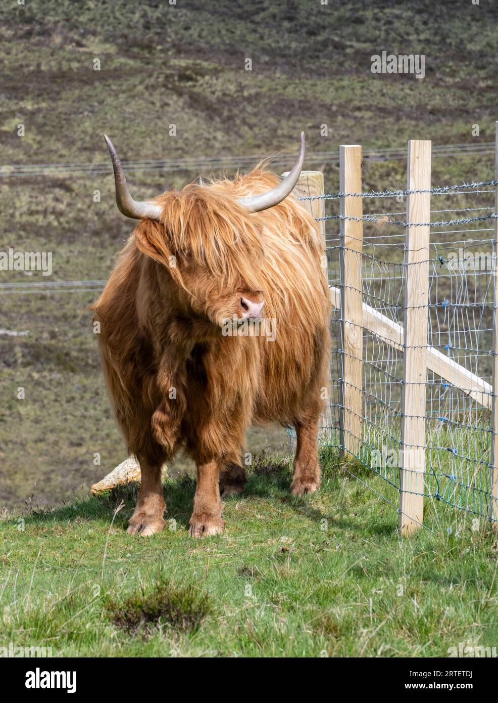Scottish Highlands cow with long horns and shaggy coat Stock Photo - Alamy