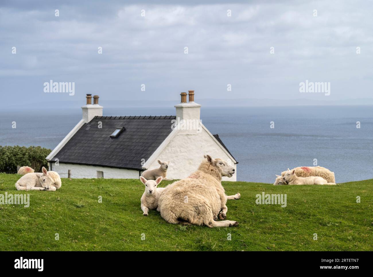 white farm (crofter) house and flock of sheep on the Isle of Skye near ...