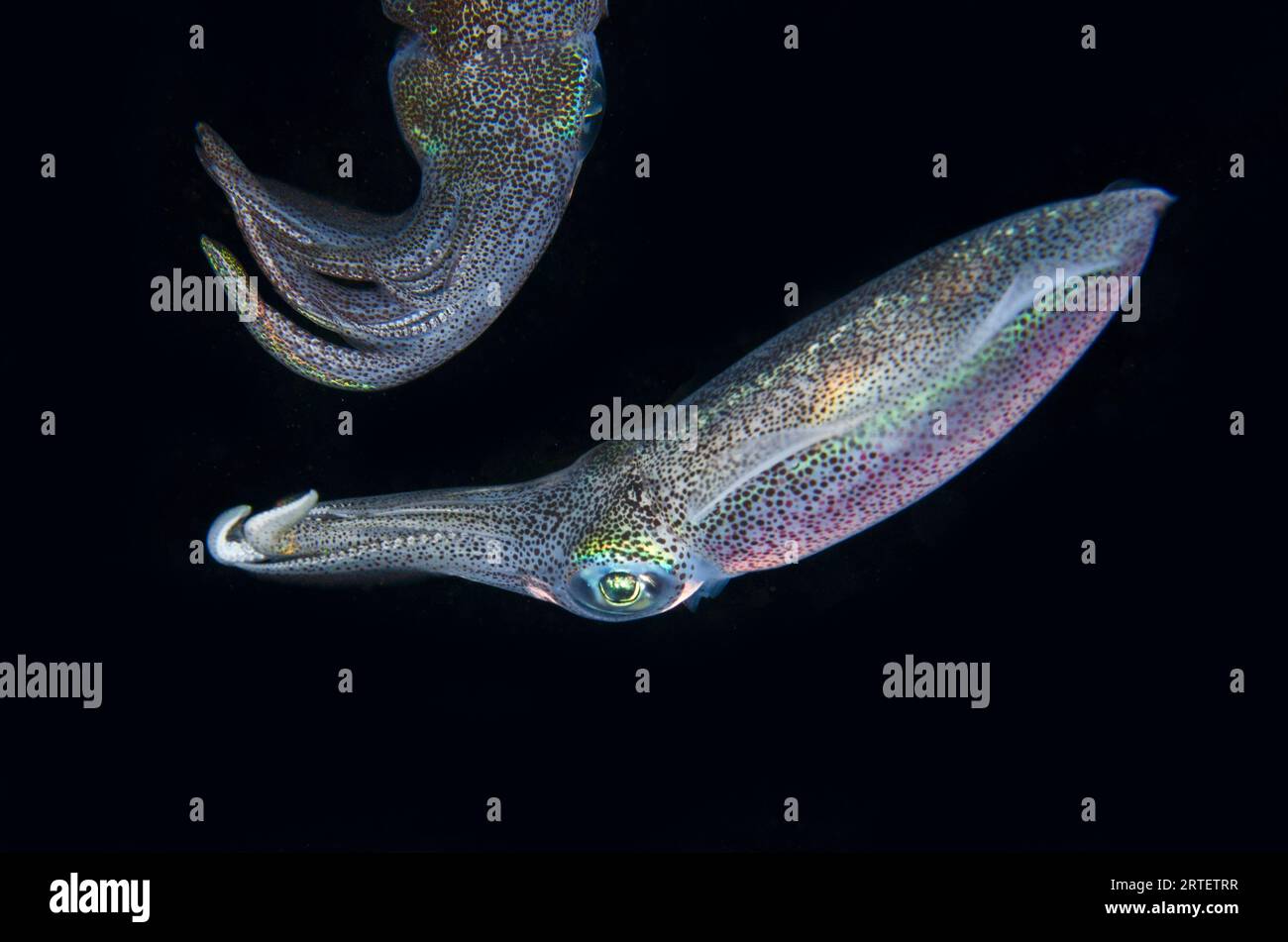 Reef squid night dive bali hi-res stock photography and images - Alamy