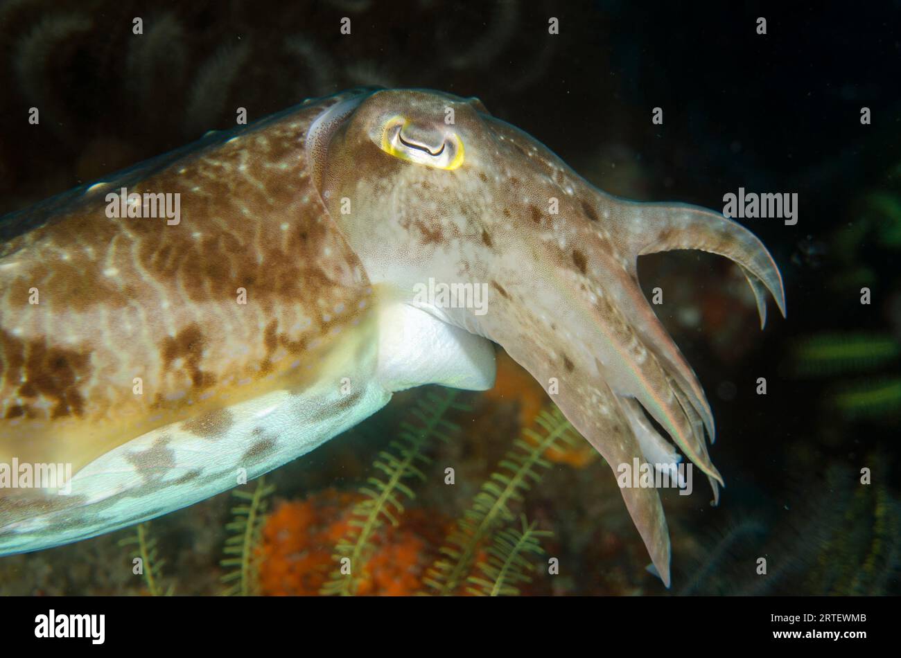Broadclub Cuttlefish, Sepia latimanus, raising tentacles in defensive ...