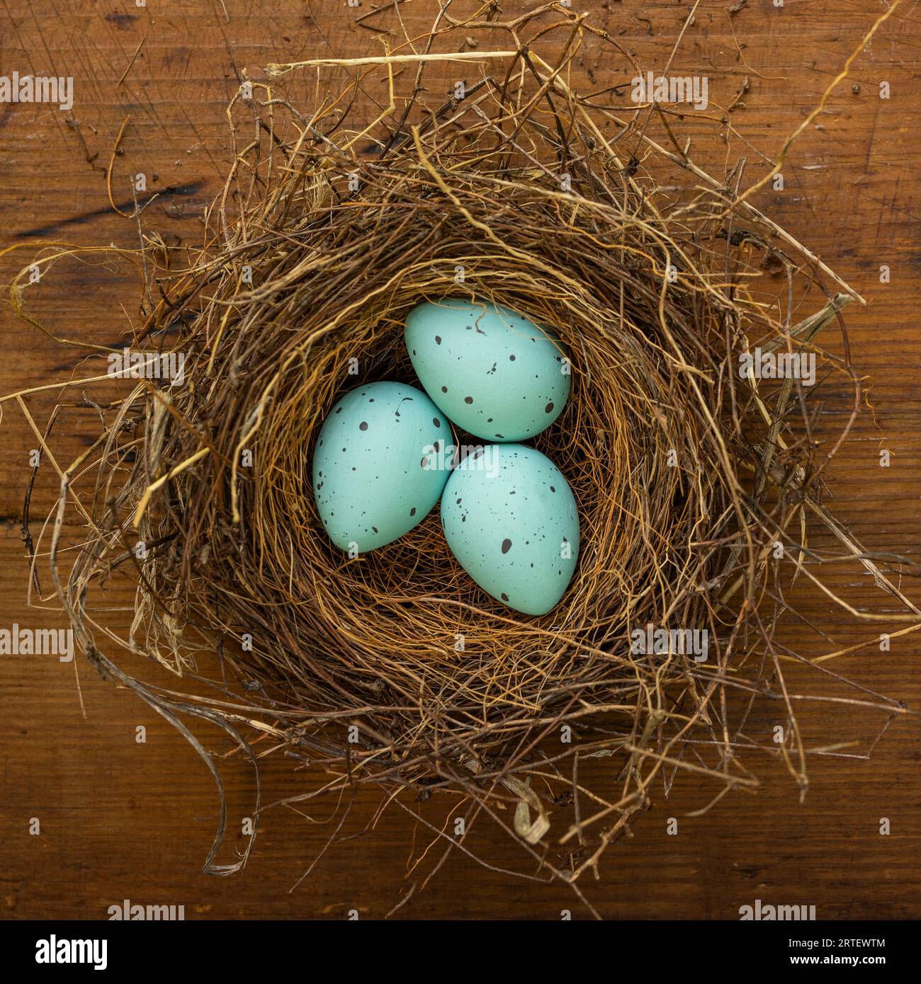 Three blue eggs in birds nest Stock Photo - Alamy