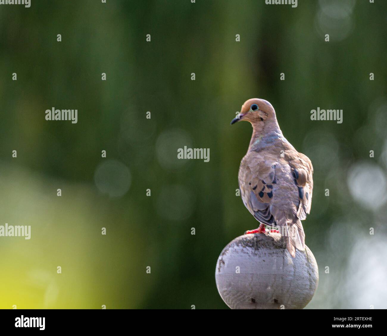 Mourning dove (Zenaida macroura) A graceful dove living throughout the ...