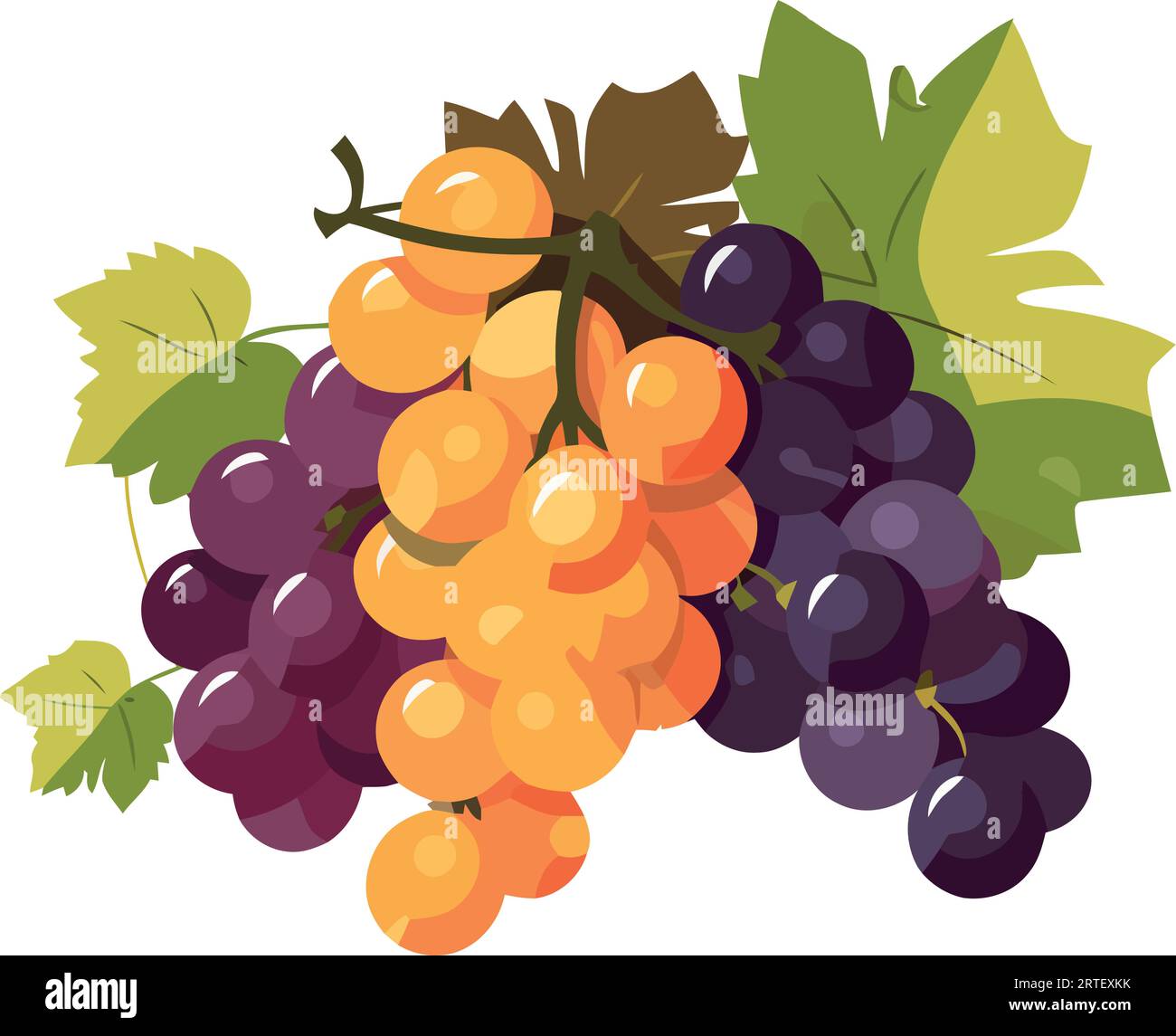 Bunch green yellow grapes Stock Vector Images - Alamy