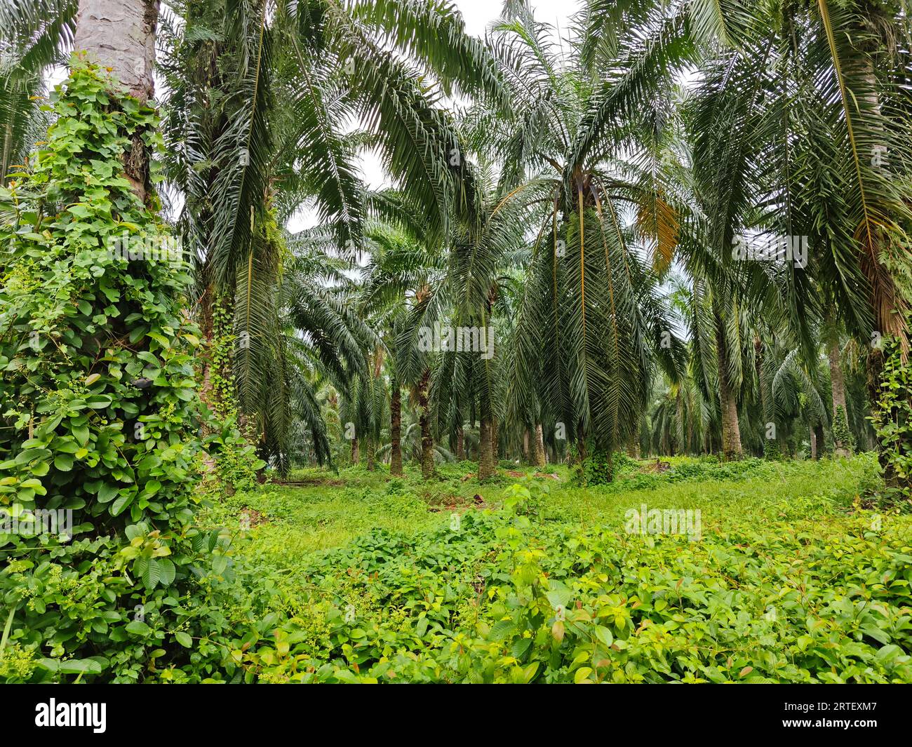 vibrant green vegetation landscape at the plantation Stock Photo - Alamy