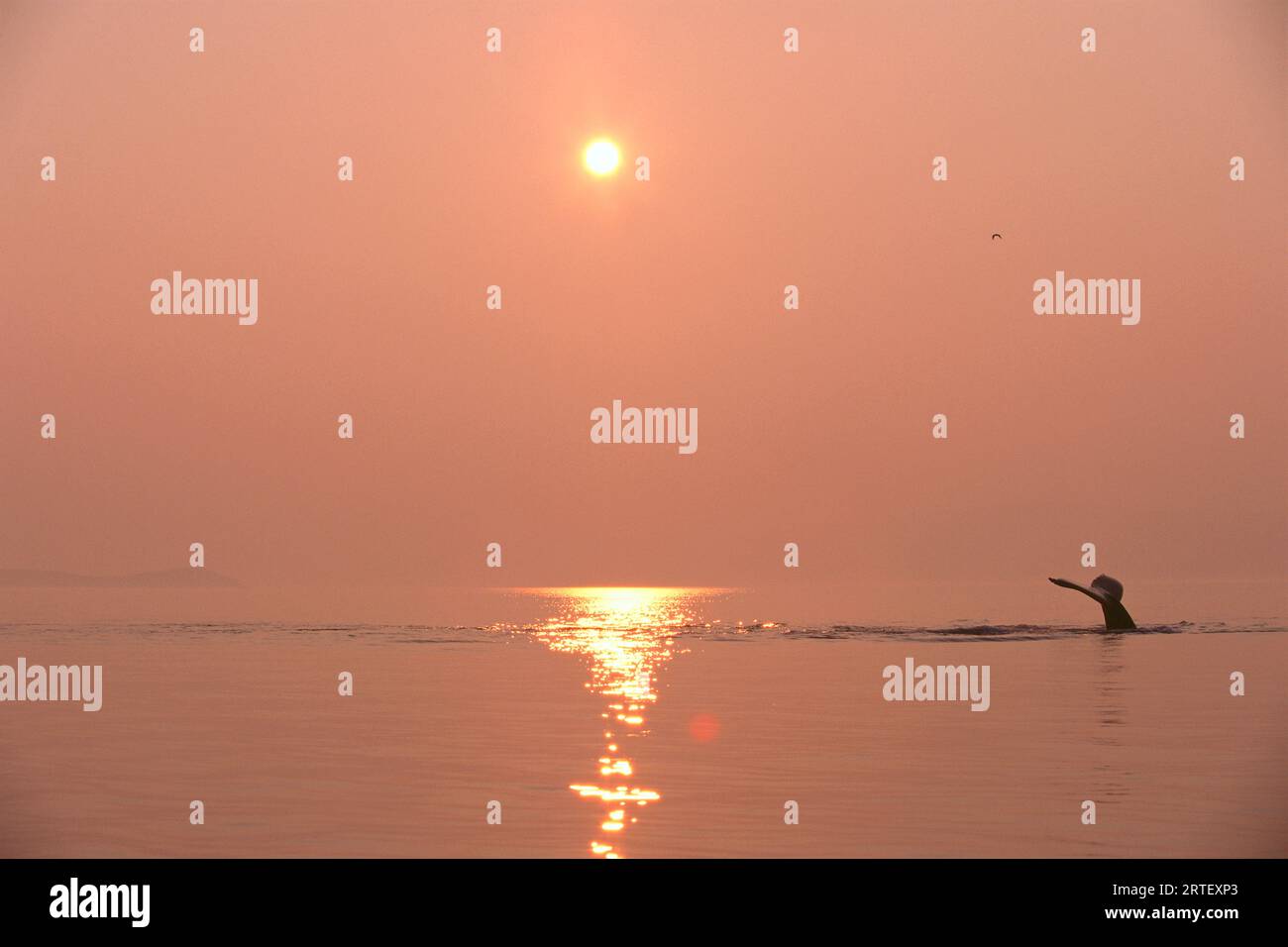 Alaska, Frederick Sound, Humpback Whale (Megaptera Novaeangliae) Fluke ...