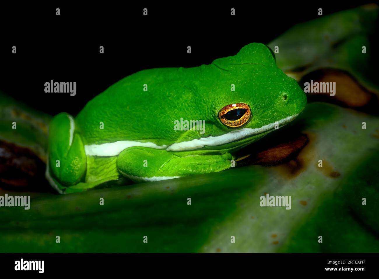Florida Tree Frog sitting on green leaf Stock Photo - Alamy