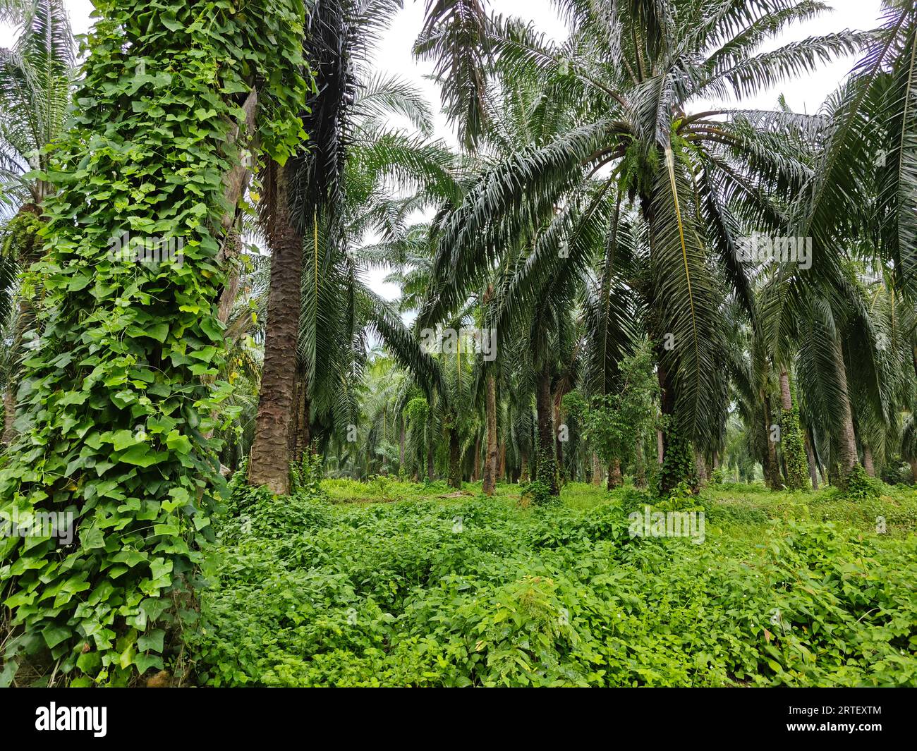 vibrant green vegetation landscape at the plantation Stock Photo - Alamy