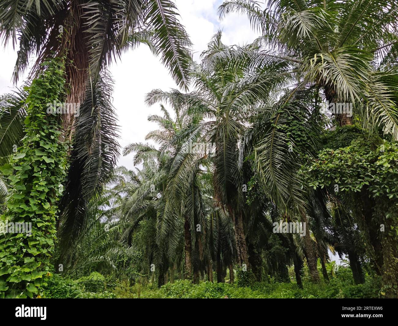 vibrant green vegetation landscape at the plantation Stock Photo - Alamy