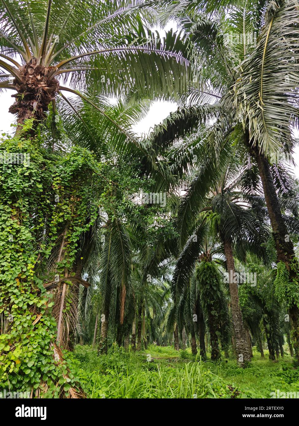 vibrant green vegetation landscape at the plantation Stock Photo - Alamy
