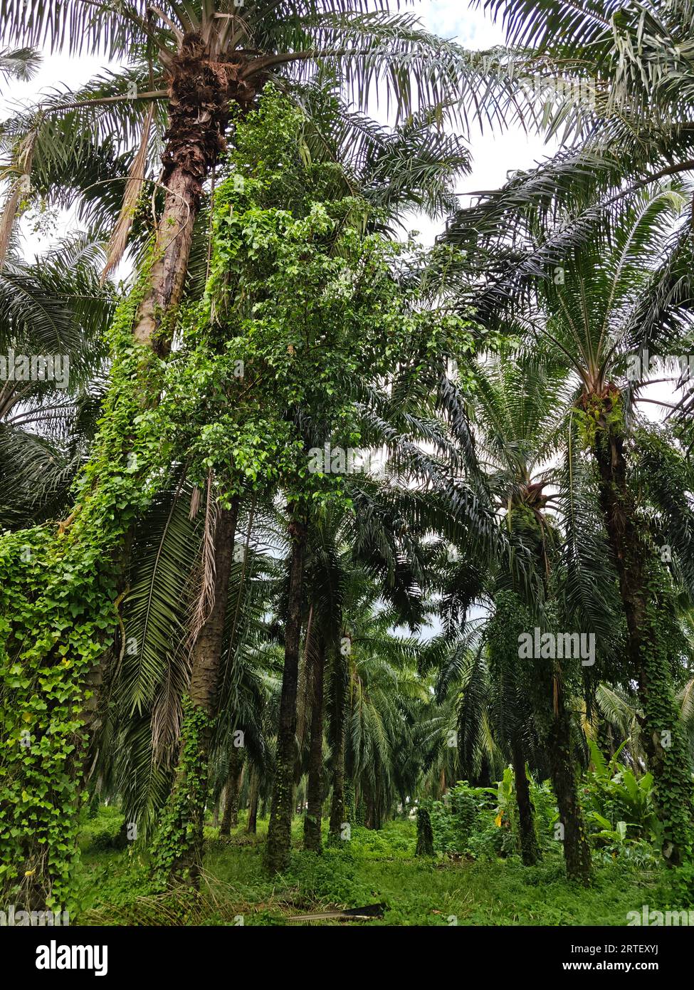 vibrant green vegetation landscape at the plantation Stock Photo - Alamy