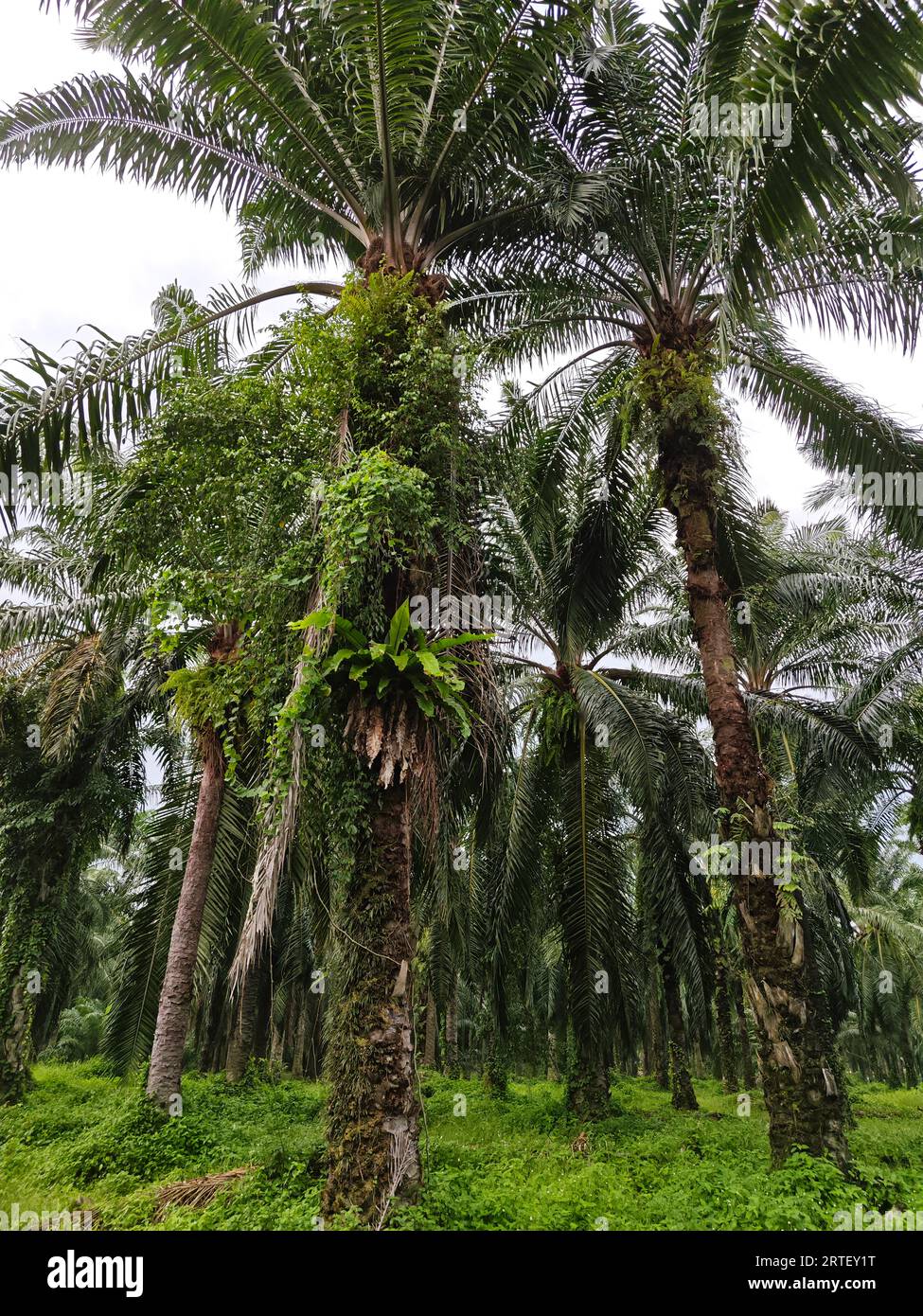 Vibrant green vegetation landscape plantation hi-res stock photography ...