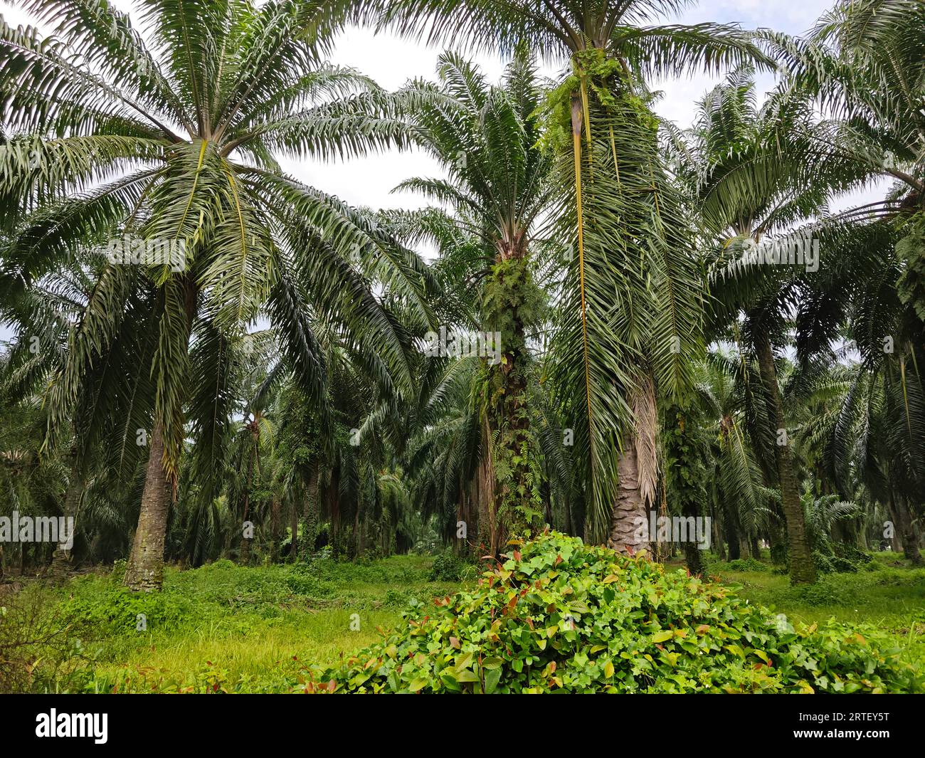 vibrant green vegetation landscape at the plantation Stock Photo - Alamy