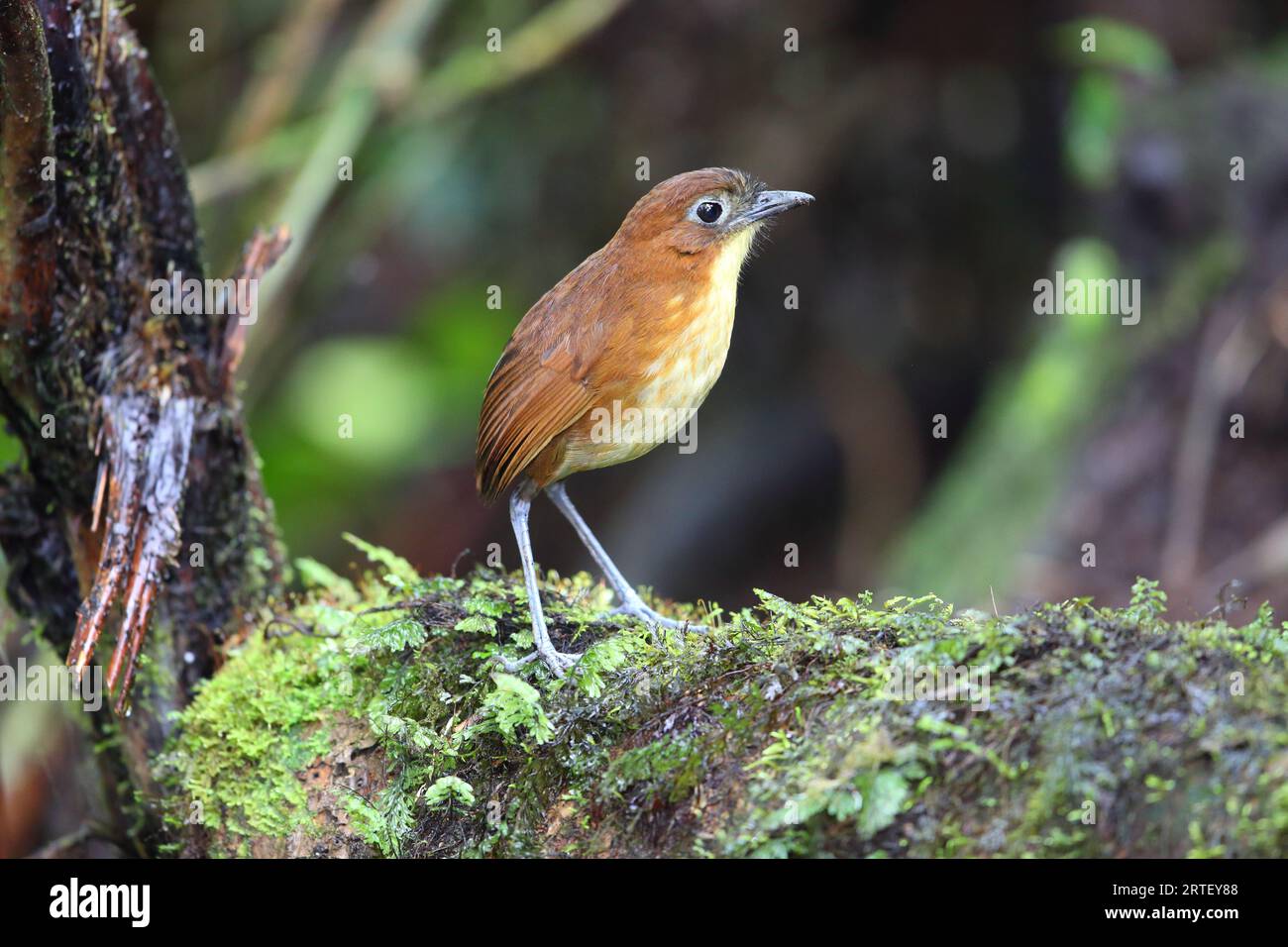 The yellow-breasted antpitta (Grallaria flavotincta) is a species of ...