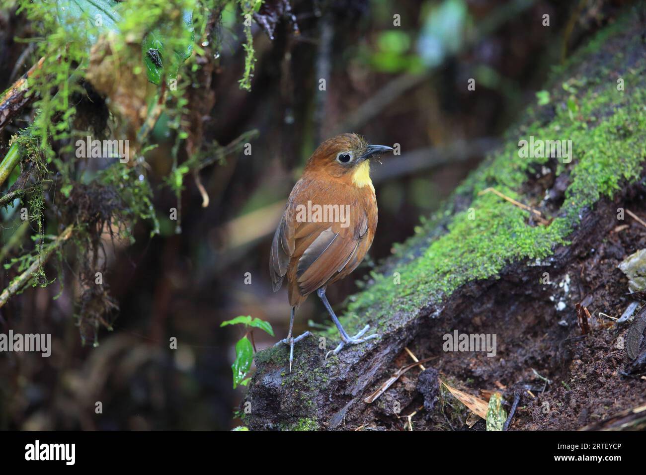 The yellow-breasted antpitta (Grallaria flavotincta) is a species of ...