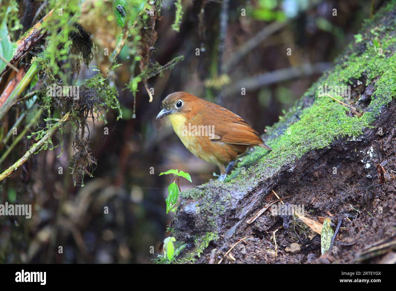 The yellow-breasted antpitta (Grallaria flavotincta) is a species of ...