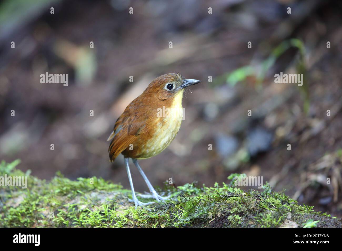 The yellow-breasted antpitta (Grallaria flavotincta) is a species of ...