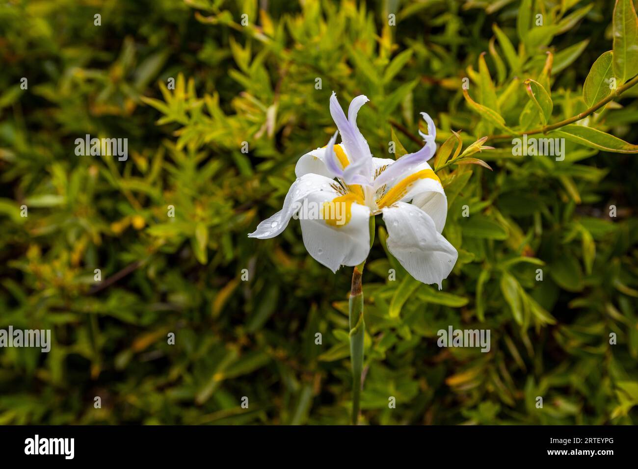 Wild iris flower hi-res stock photography and images - Alamy