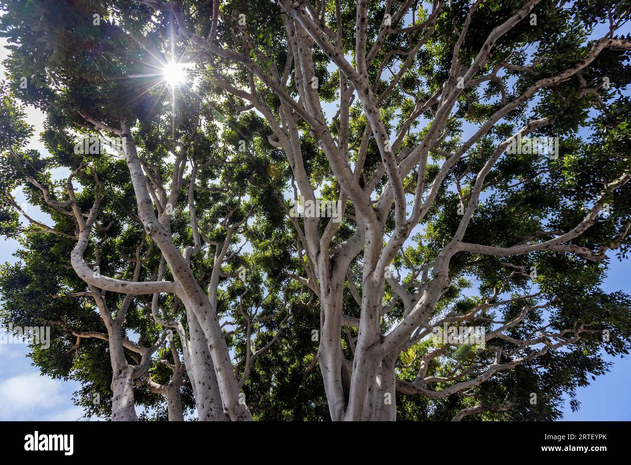 Sun shining through tree branches hi-res stock photography and images ...