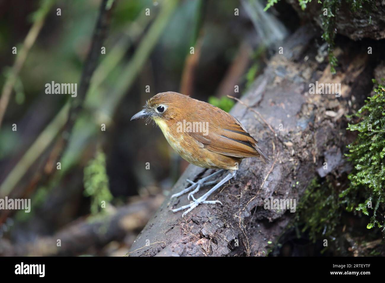 The yellow-breasted antpitta (Grallaria flavotincta) is a species of ...