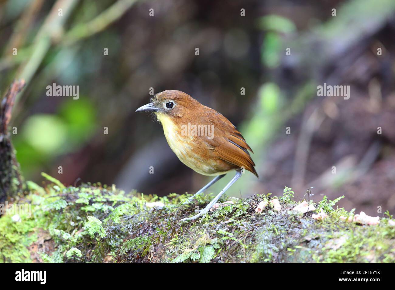 The yellow-breasted antpitta (Grallaria flavotincta) is a species of ...