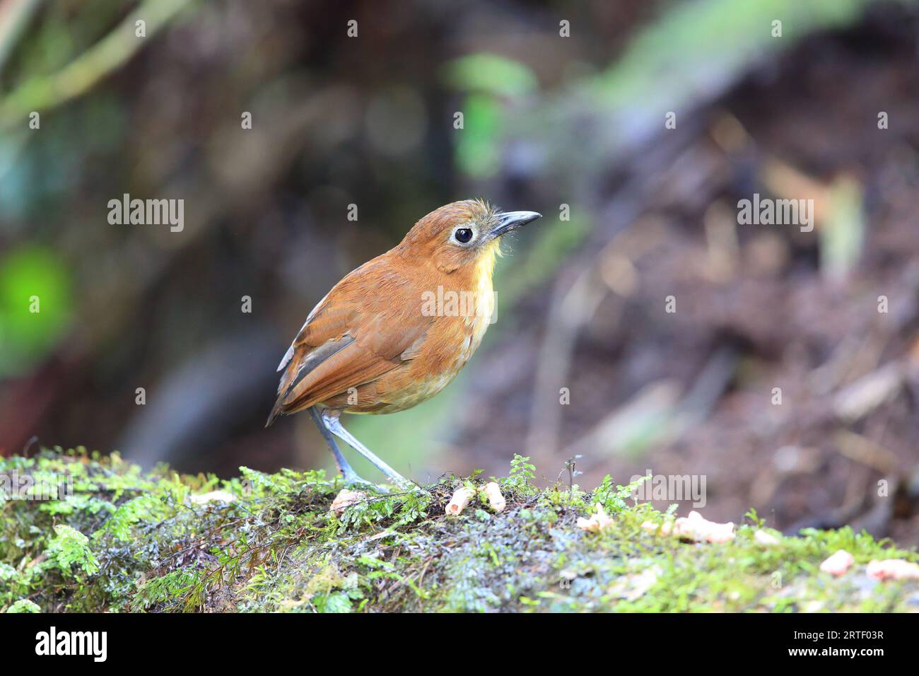 The yellow-breasted antpitta (Grallaria flavotincta) is a species of ...