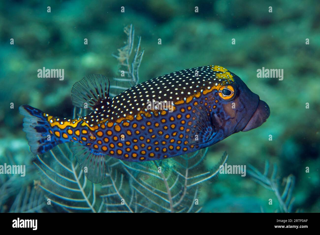 White spotted boxfish hi-res stock photography and images - Alamy