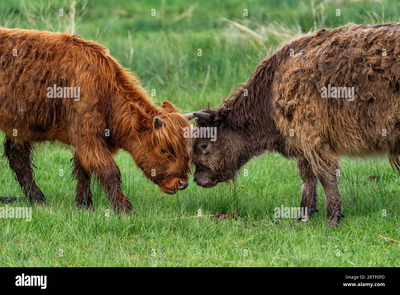 Side view of Highland calves playing in pasture Stock Photo - Alamy
