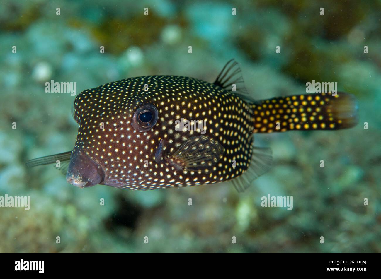 White-spotted Boxfish, Ostracion meleagris, Jemeluk dive site, Amed ...