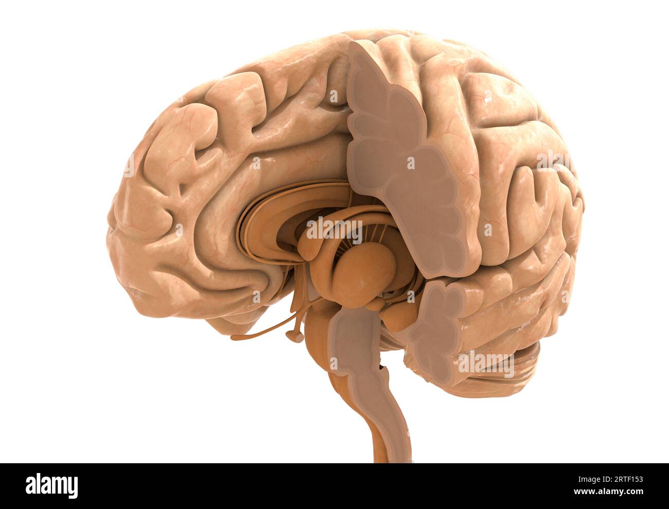 Inner brain anatomy, illustration Stock Photo - Alamy