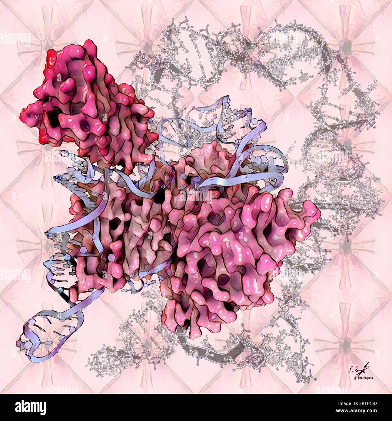 Telomerase molecule bound to DNA, illustration Stock Photo - Alamy