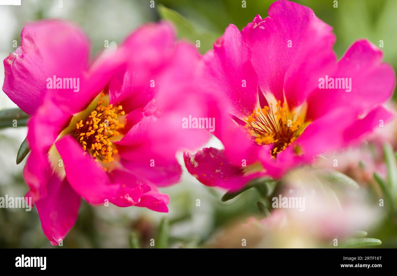 Moss rose (Portulaca grandiflora) flowers Stock Photo - Alamy