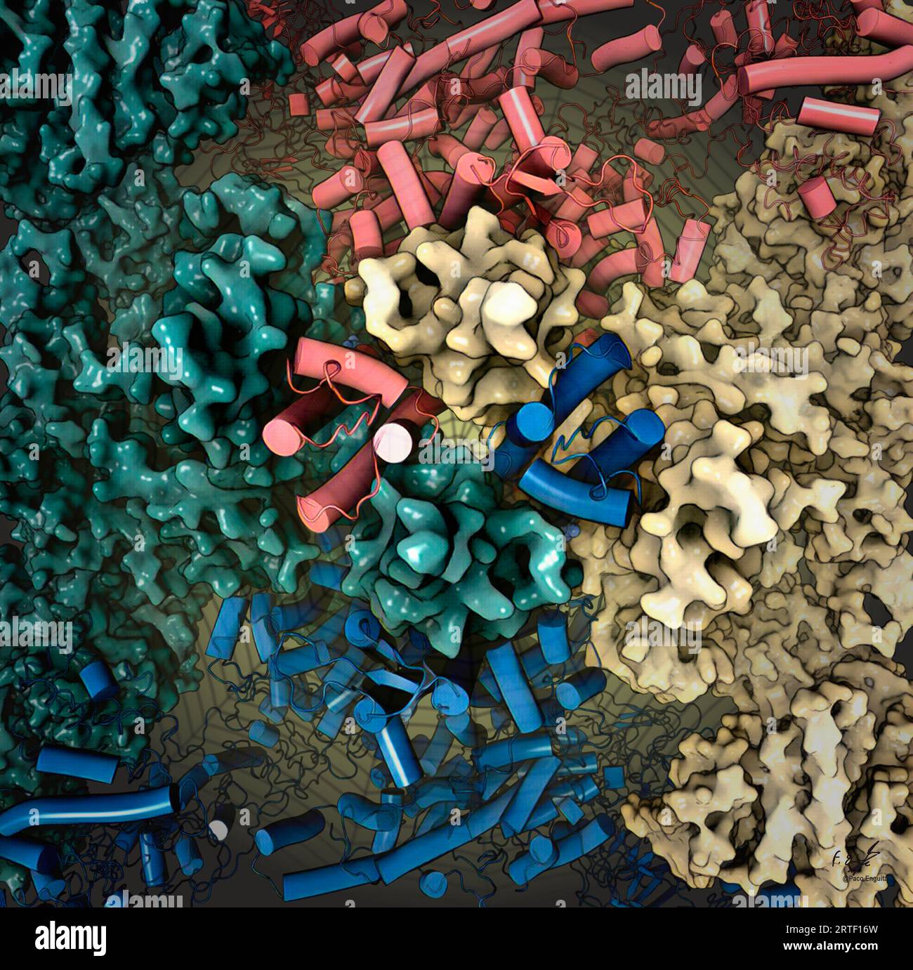 Ryanodine receptor molecule, illustration Stock Photo - Alamy