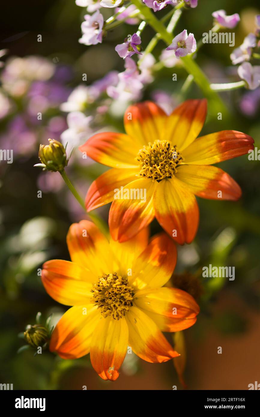 Apache beggarticks (Bidens ferulifolia Stock Photo - Alamy