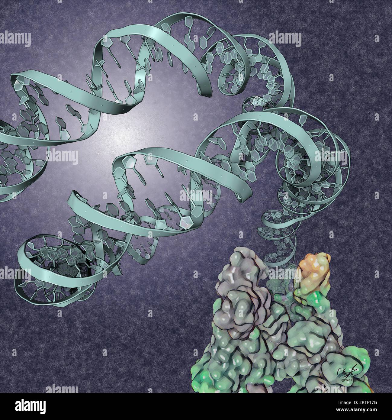 Kinetochore bound to centromere protein, illustration Stock Photo - Alamy