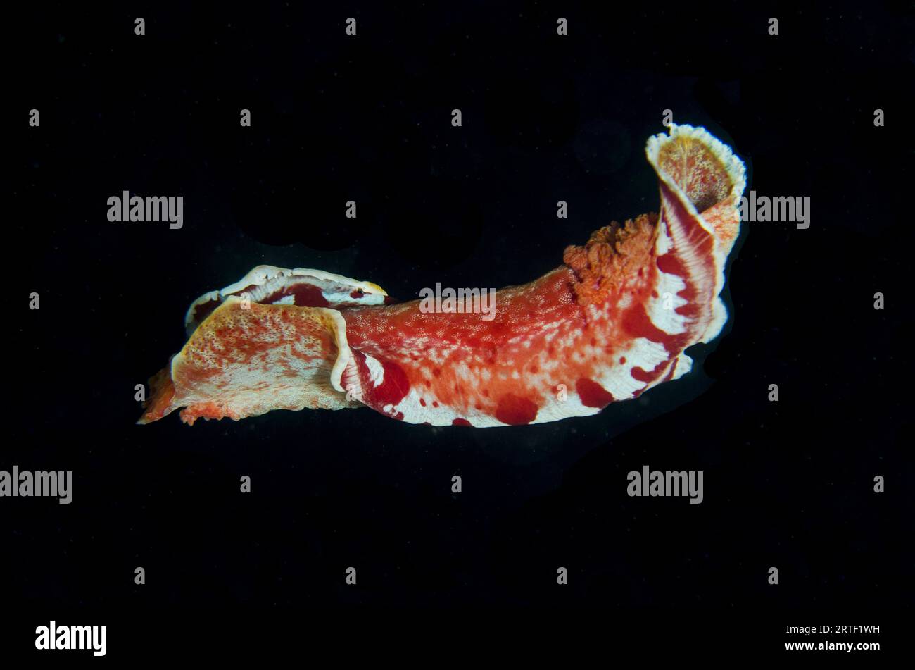 Spanish Dancer, Hexabranchus sanguineus, free-swimming, night dive ...