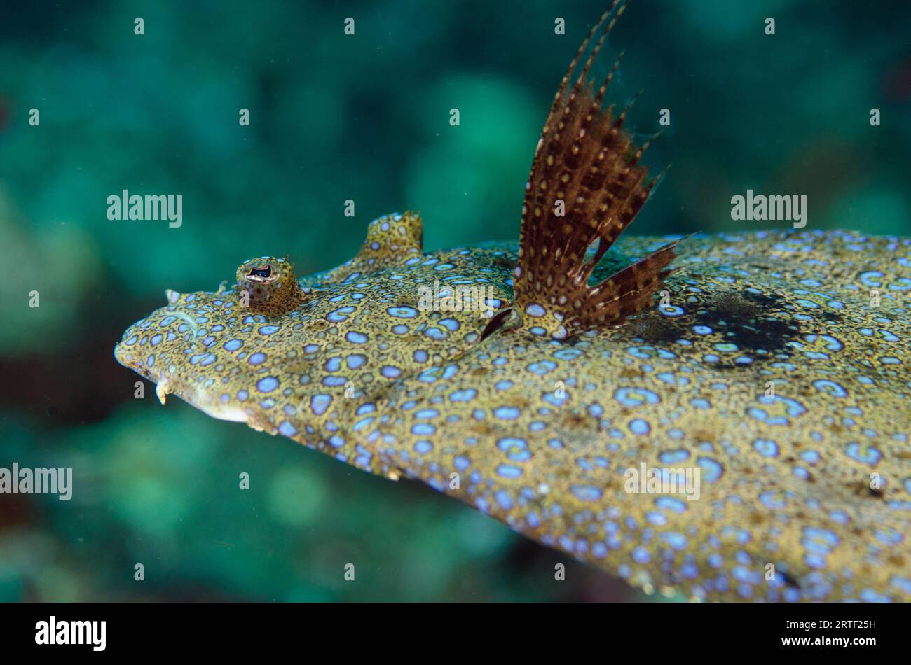 Peacock Flounder, Bothus mancus, swimming with erect fins, Gili ...