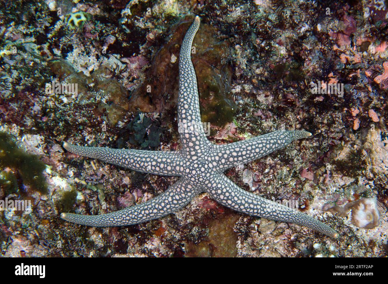 Brown Mesh Sea Star, Nardoa galatheae, Mimpang dive site, Candidasa ...
