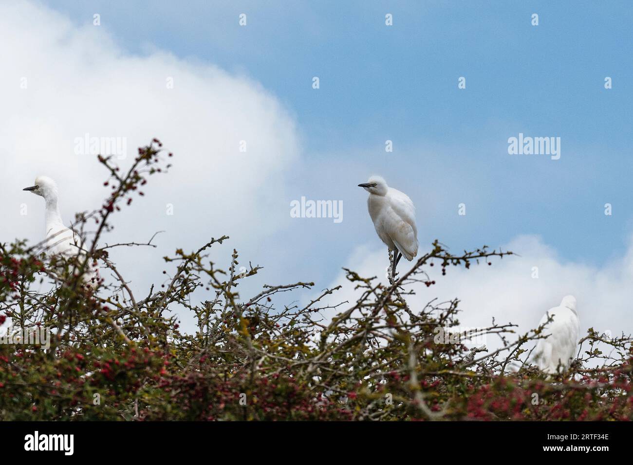Cattle Egret in a tree Stock Photo - Alamy