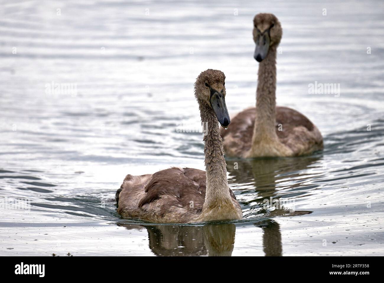 Juvenile swan hi-res stock photography and images - Alamy