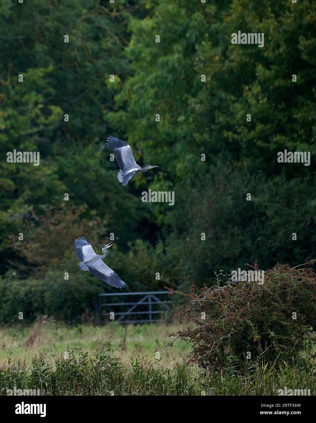 Two Grey Herons in flight Stock Photo - Alamy