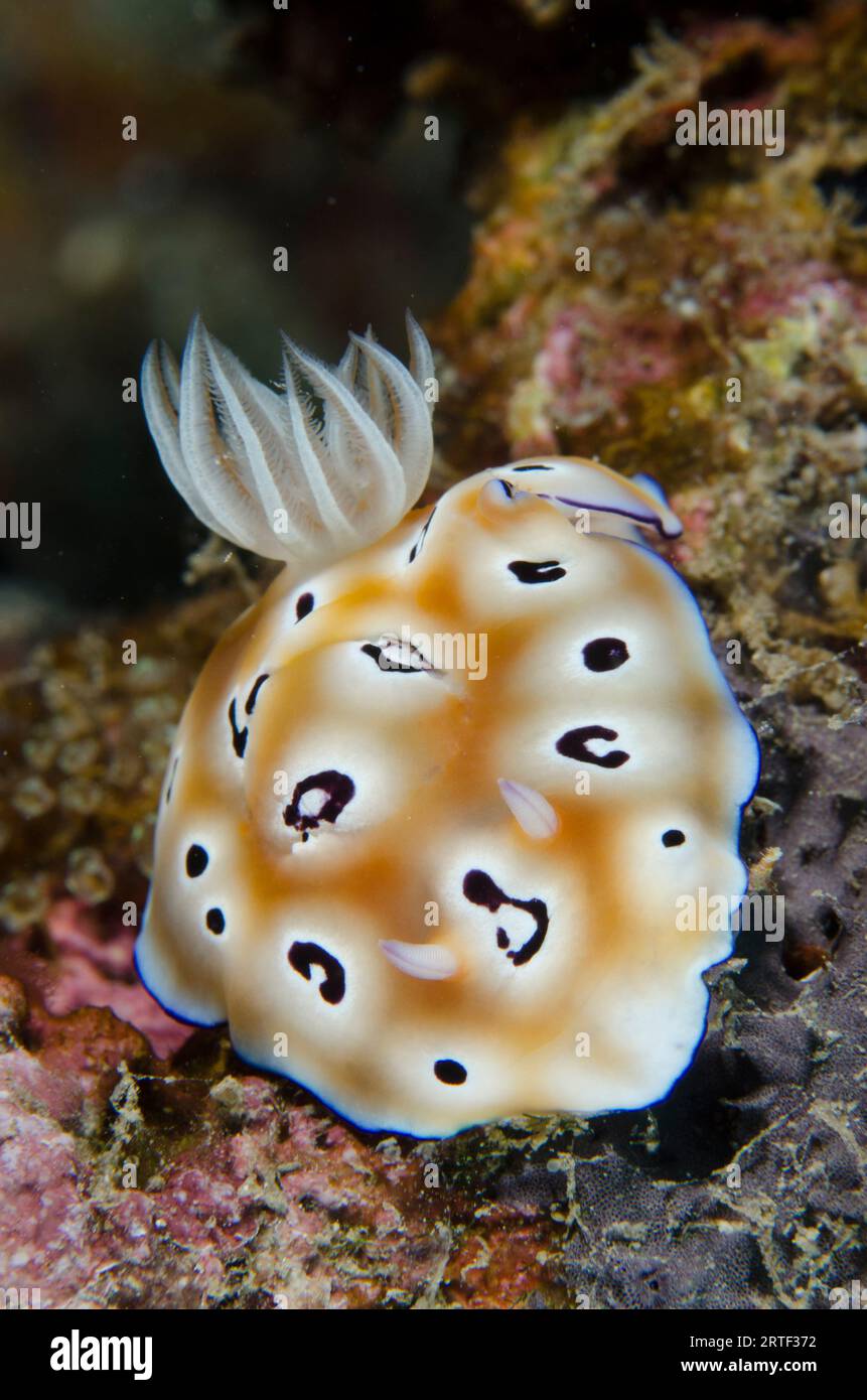 Ocellate Phyllidia Nudibranch, Goniobranchus leopardusa, Underwater ...