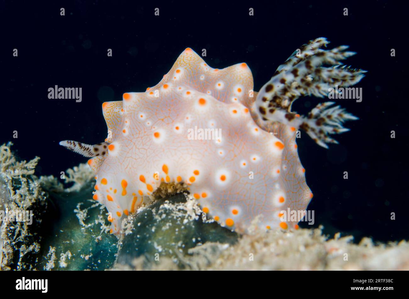 Nudibranch halgerda batangas hi-res stock photography and images - Alamy