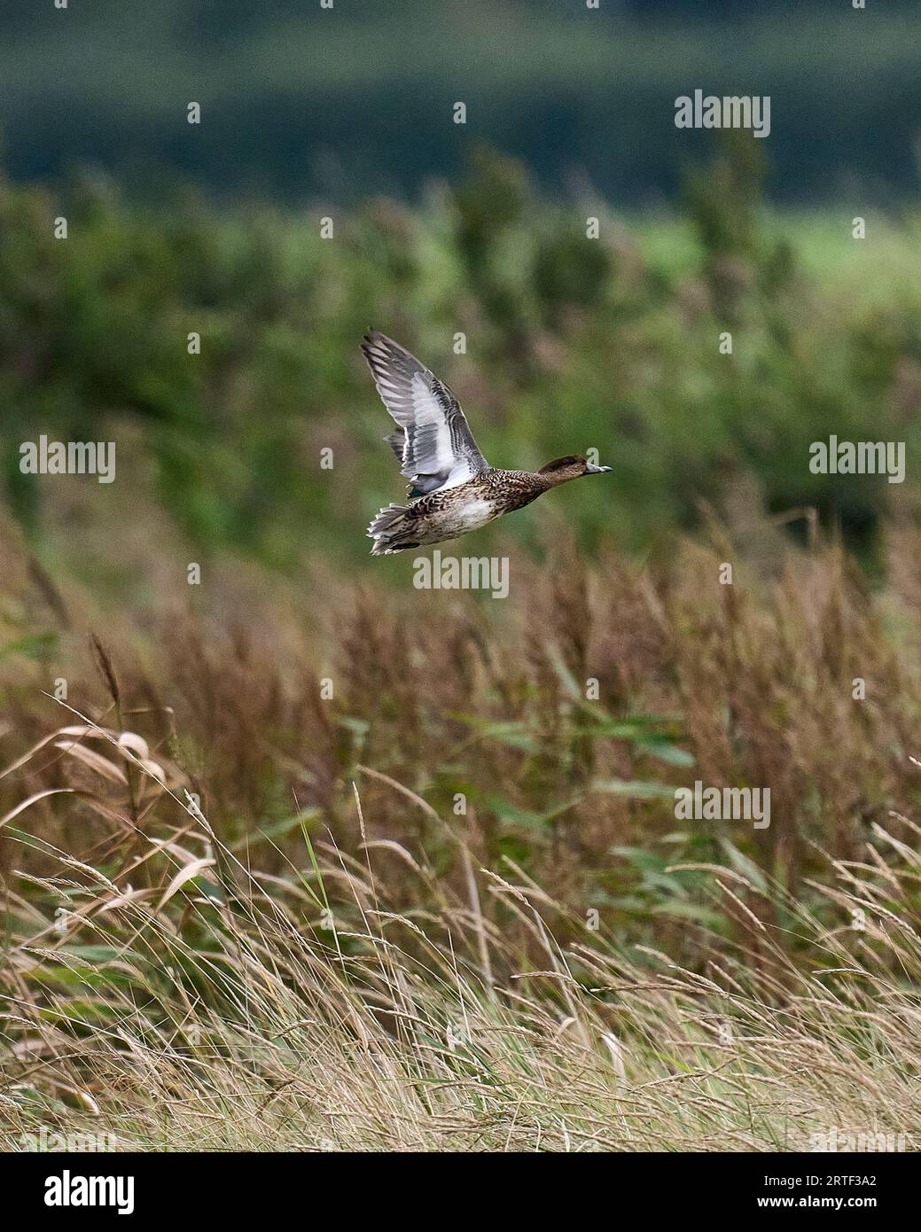 Duck taking off over the reeds Stock Photo - Alamy