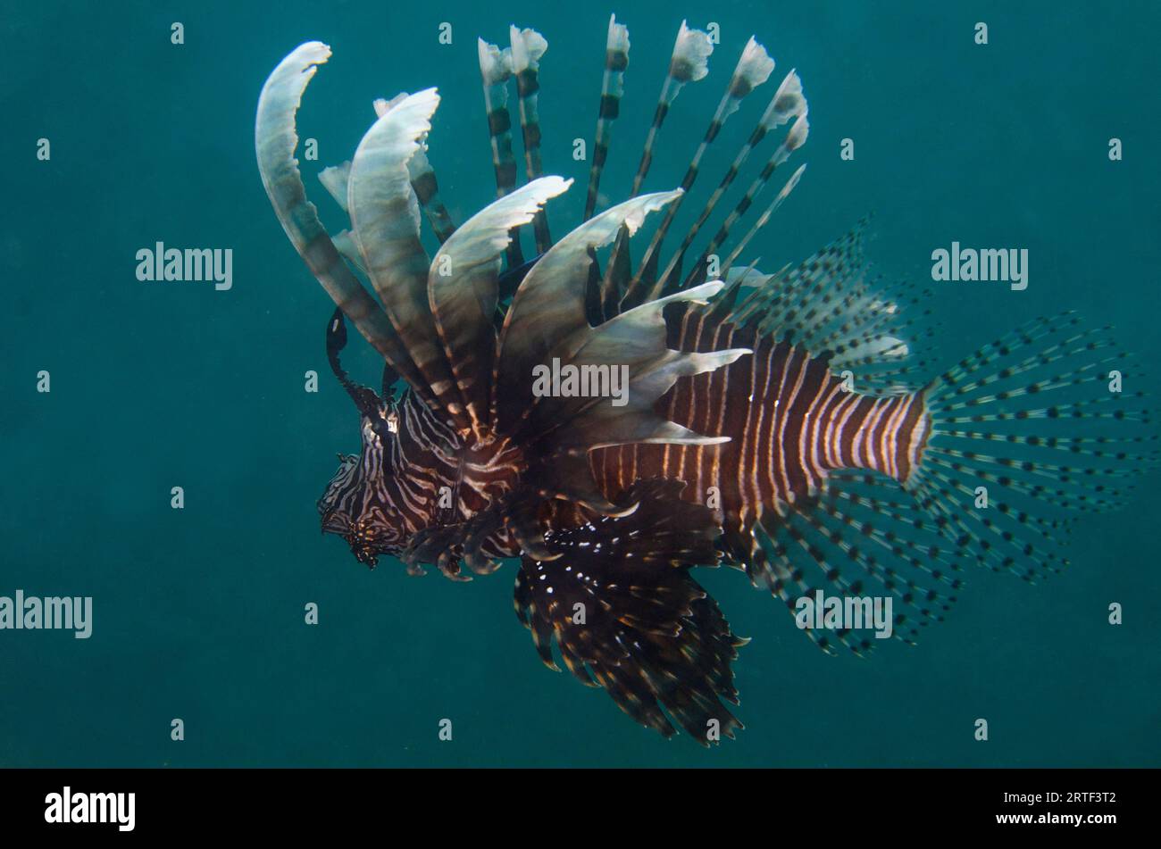 Andover Lionfish, Pterois andover, with extended fins, Bio Rock dive ...