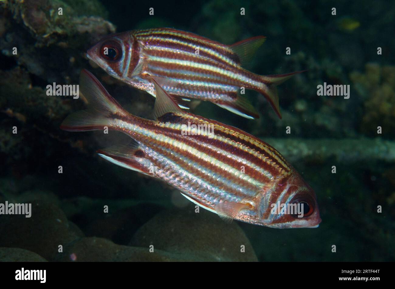 Pair of Redcoat Squirrelfish, Sargocentron rubrum, Bio Rock dive site ...