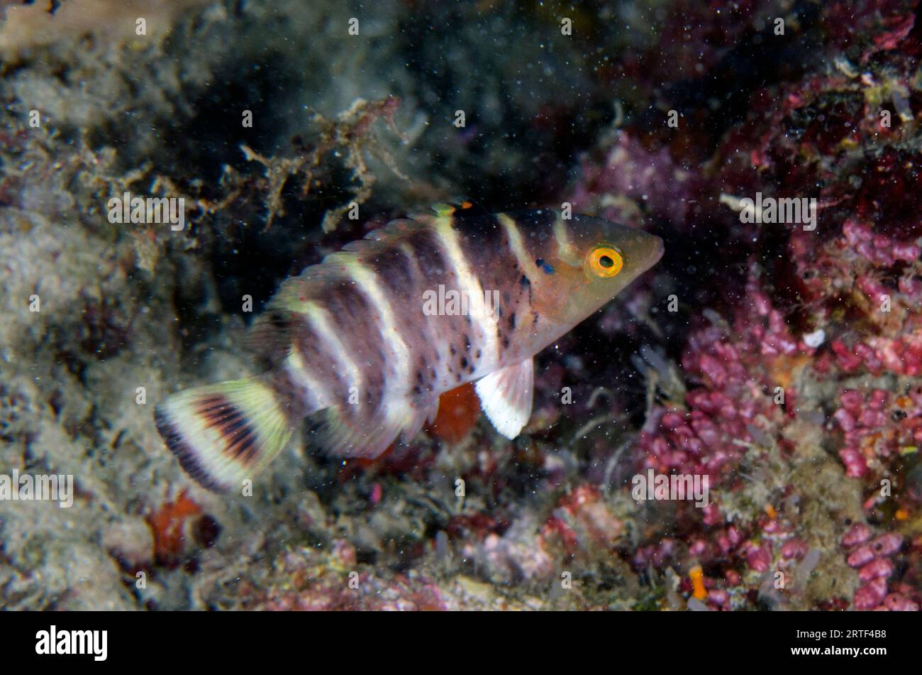 Juvenile Red-breasted Wrasse, Cheilinus fasciatus, Post dive site ...