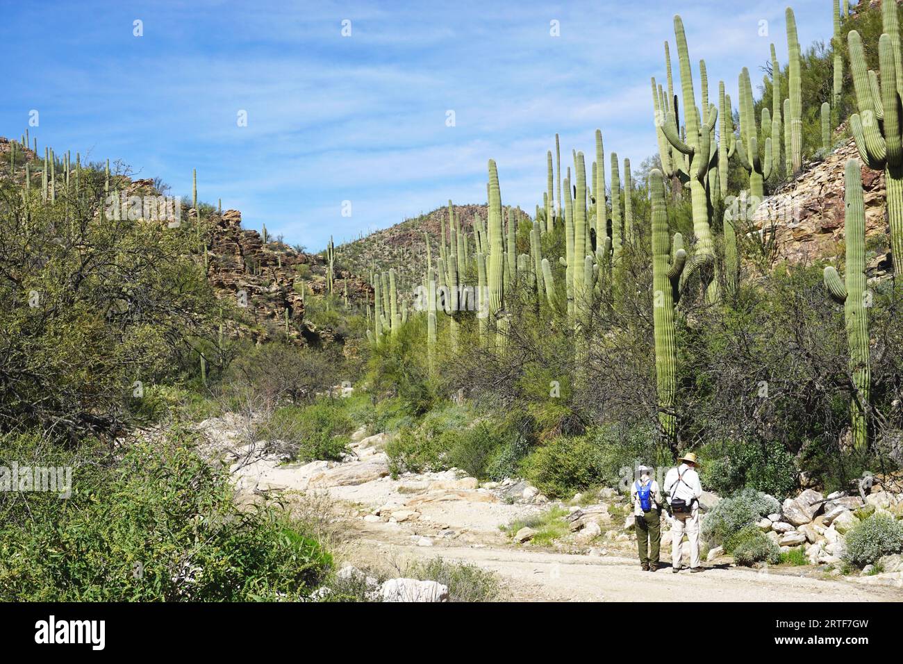 Two hikers pause to check their map with towering Saguaro cactus ...